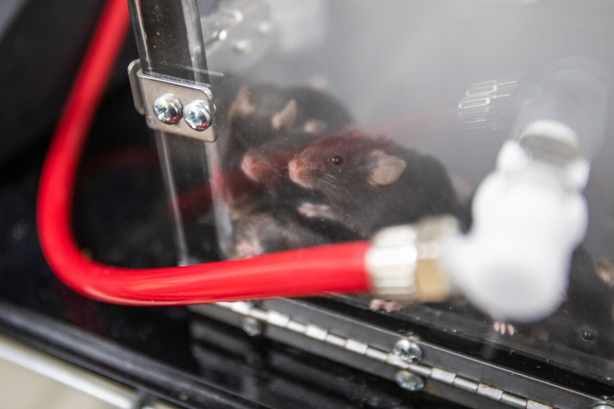 Research on mice at Weber State points to harms of vaping, even without ...